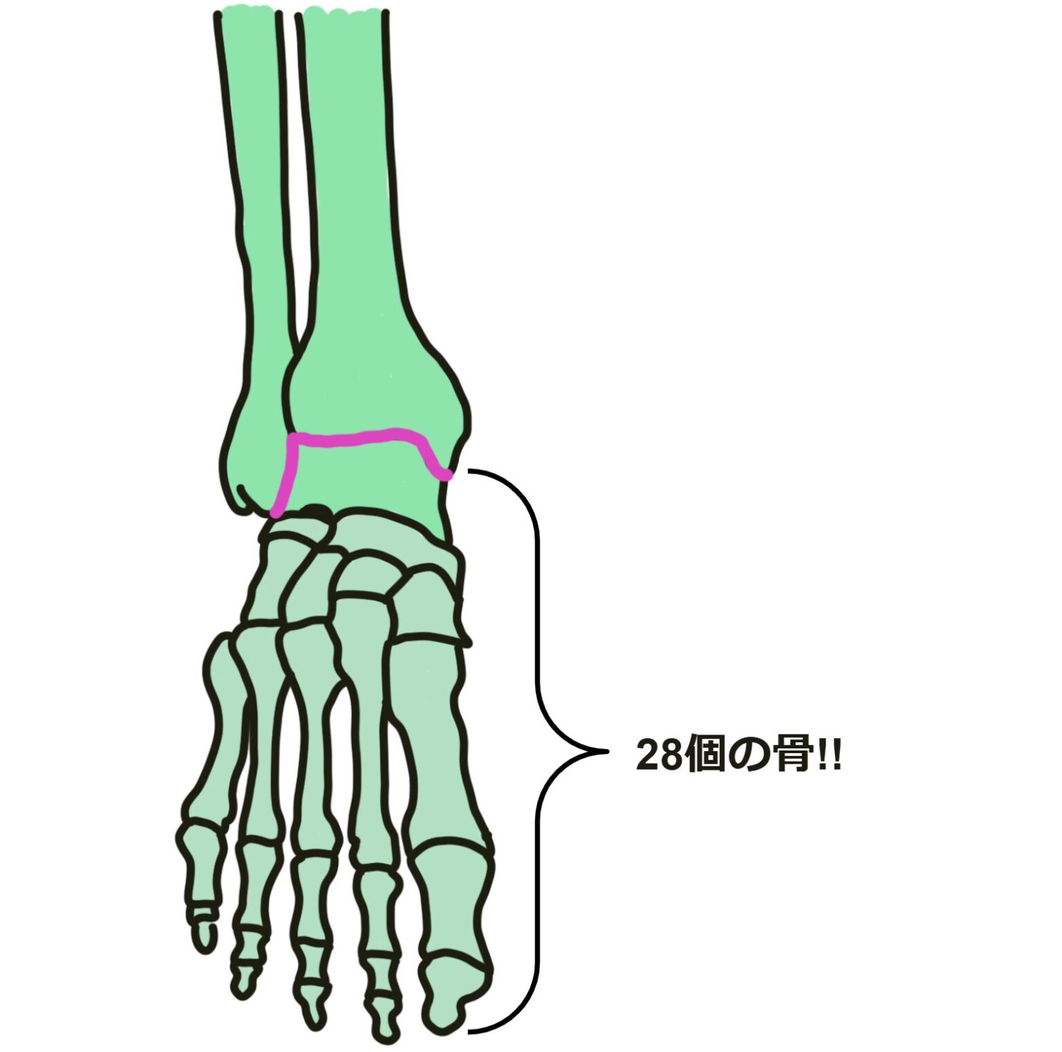 【保存版】足の健康を守る秘訣！正しい靴の選び方